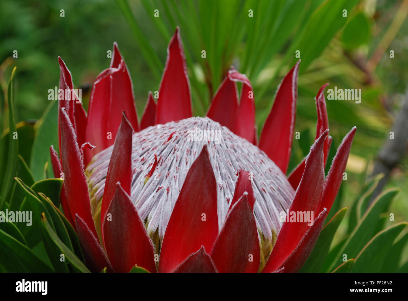 Tropical garden with a spikey red protea flower Stock Photo - Alamy