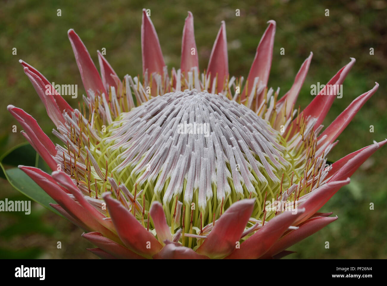 Garden with pretty pink spikey protea flowers Stock Photo - Alamy