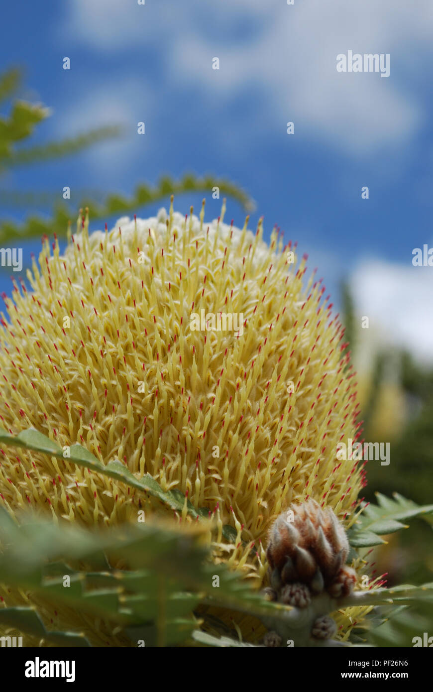 Golden yellow protea flower blossom flowering Stock Photo - Alamy