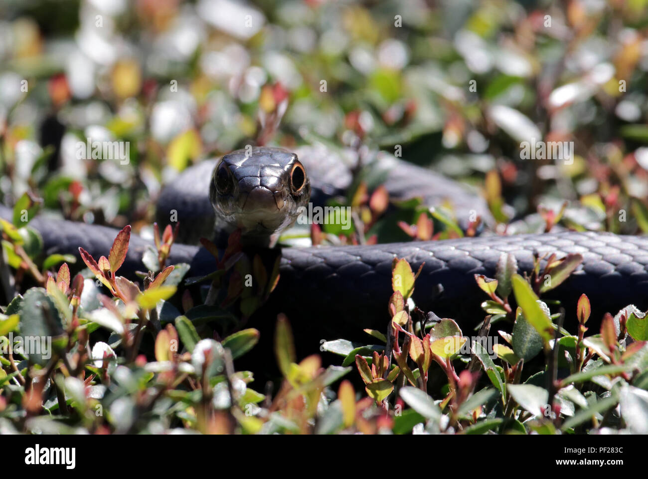 Black Racer Snake High Resolution Stock Photography and Images - Alamy