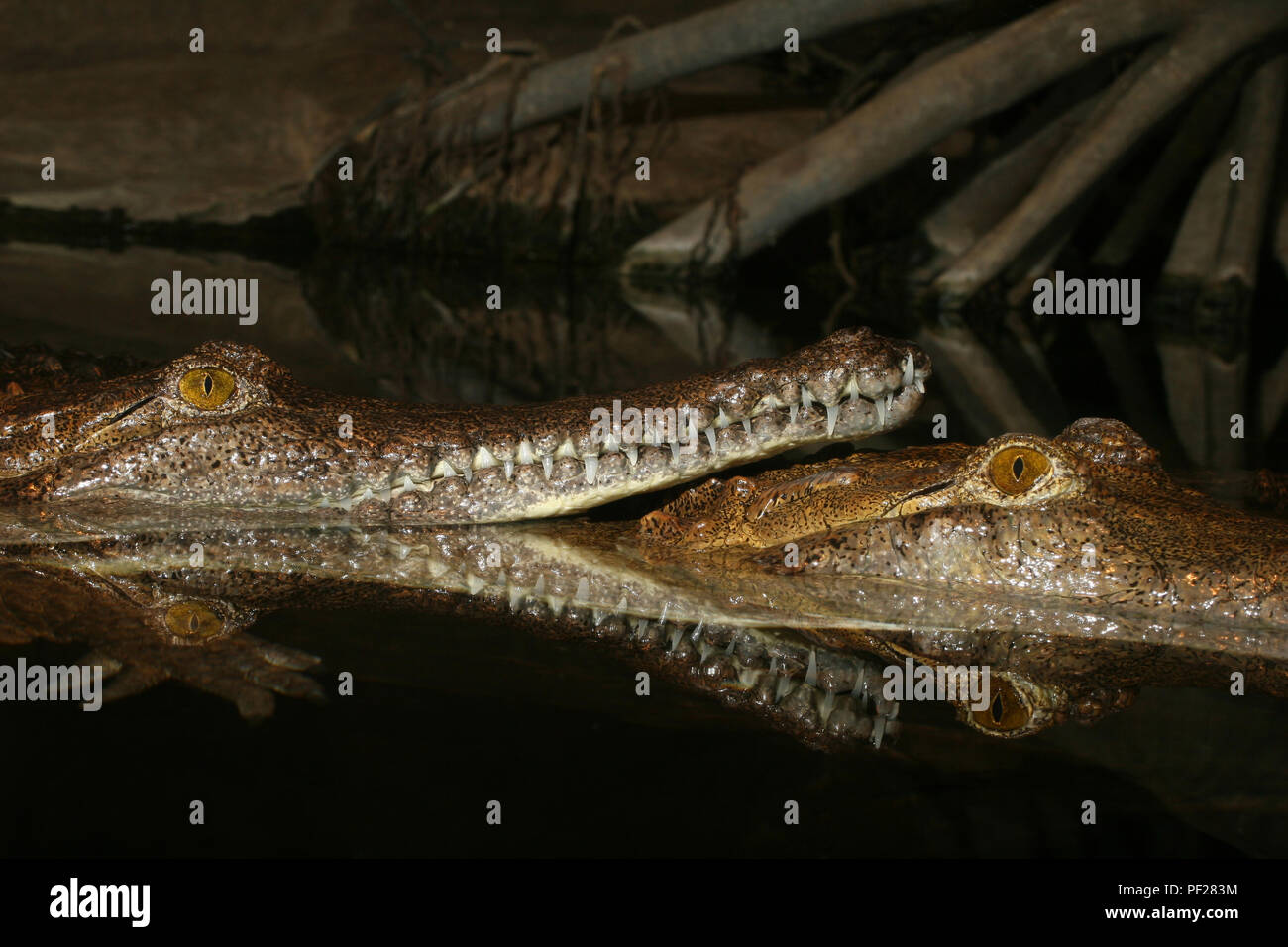 Gharials High Resolution Stock Photography and Images - Alamy
