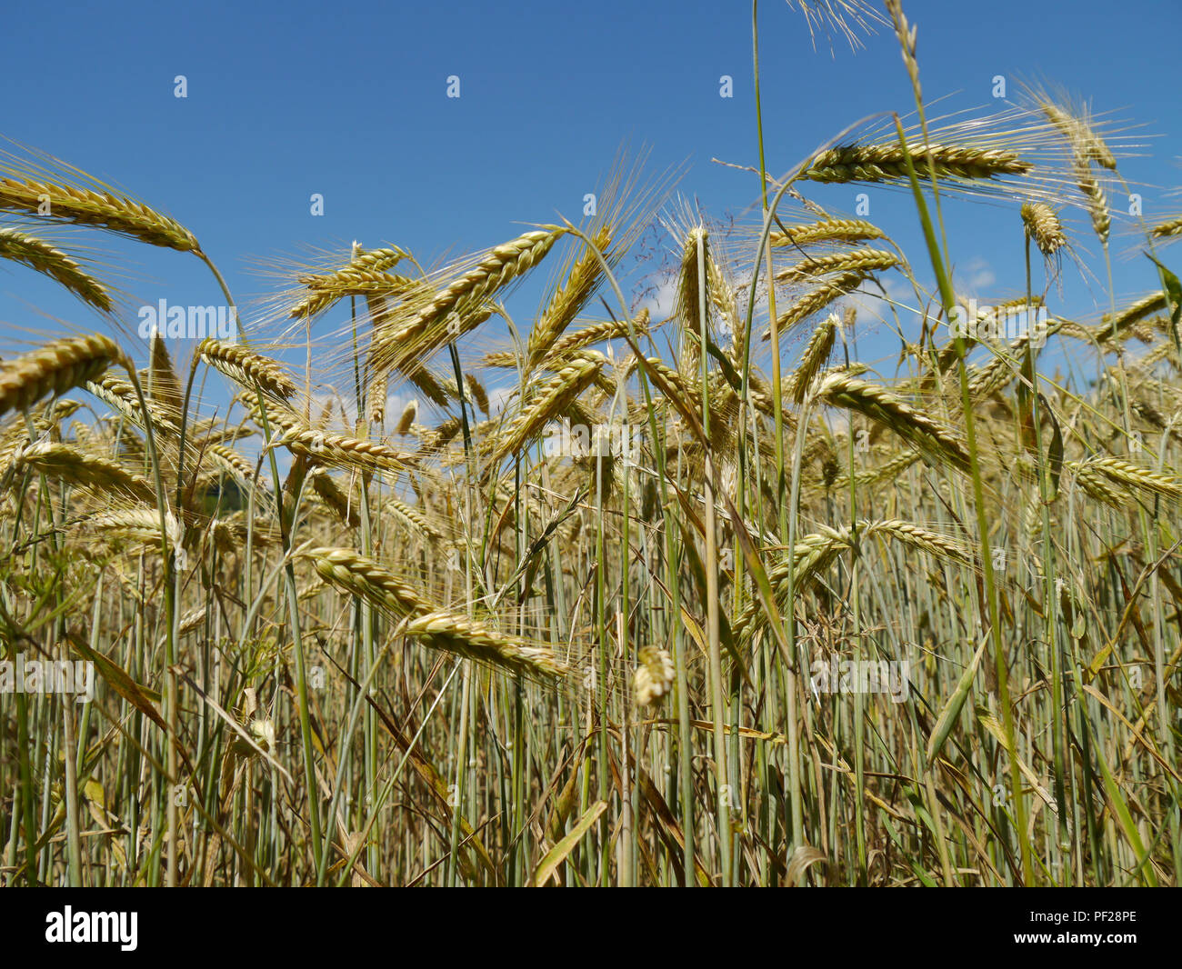 rye field with blue sky Stock Photo - Alamy