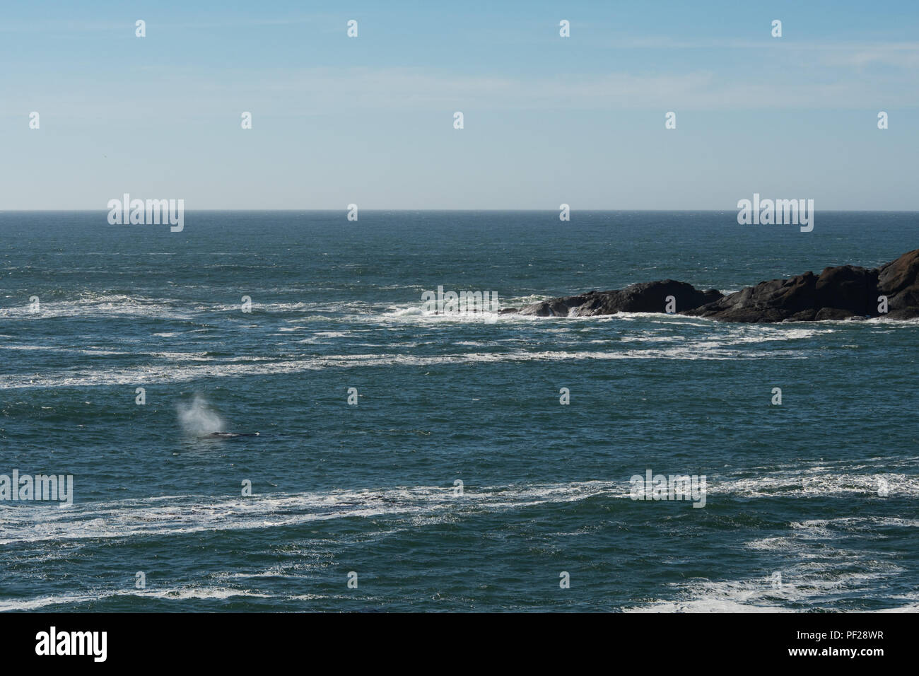 Gray whale eschrichtius robustus spouting hi-res stock photography and ...