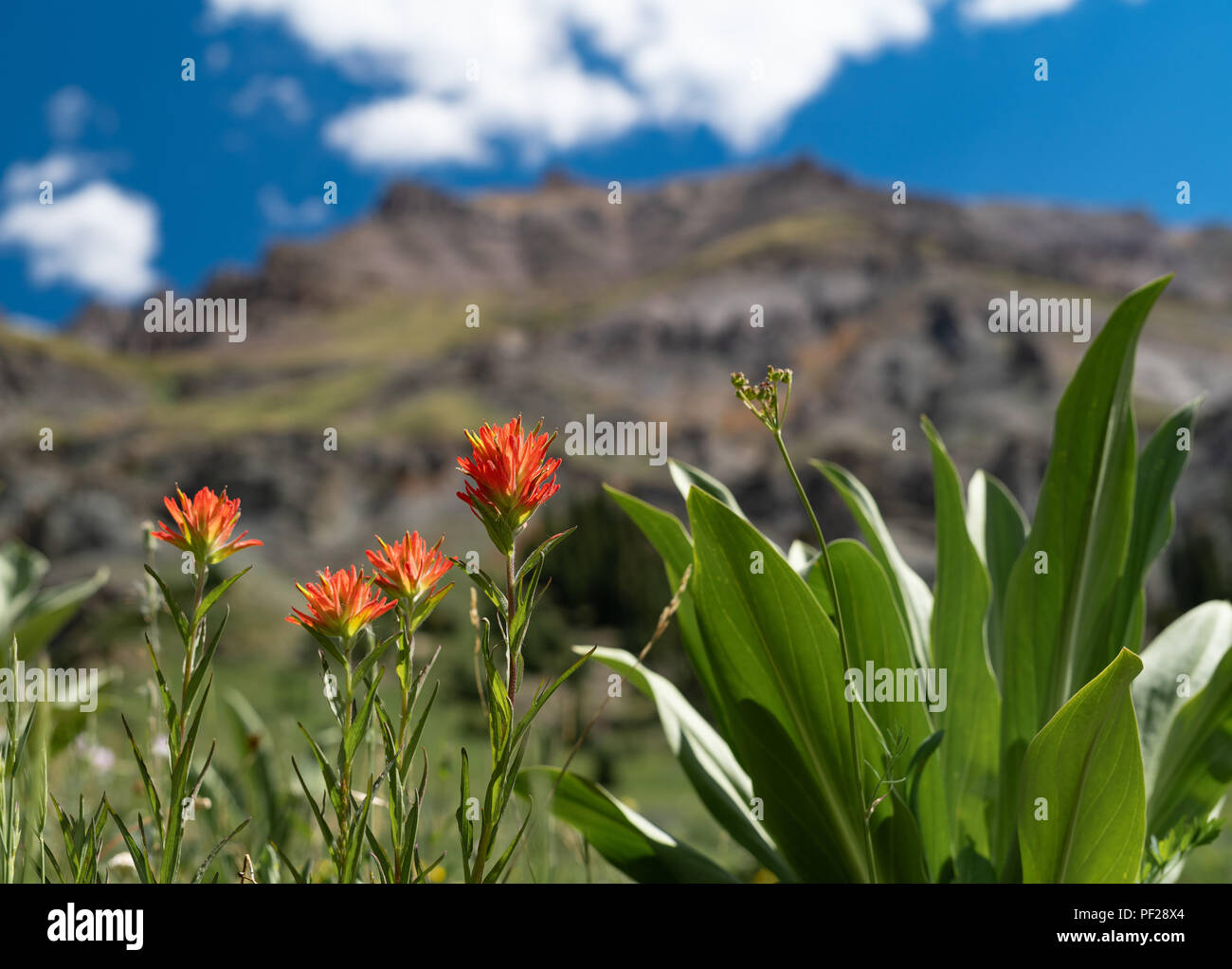 Colorado mountain basin lush with beautiful wildflowers Stock Photo - Alamy