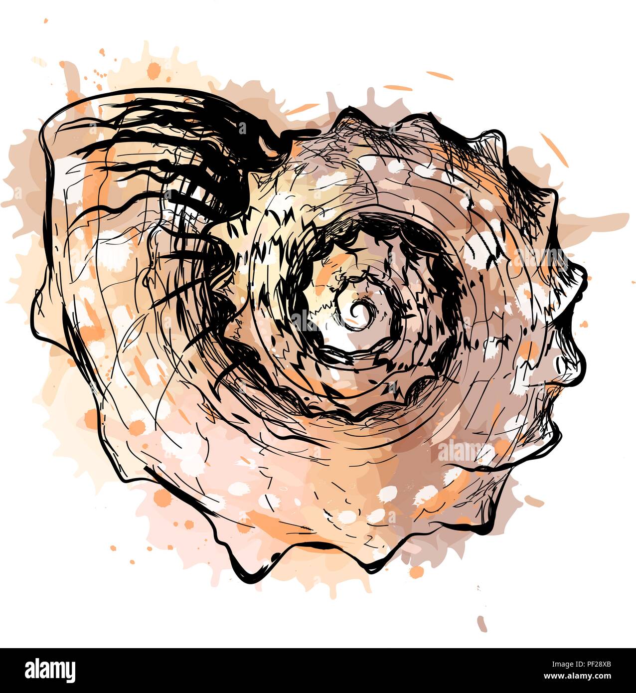 Sea shell from a splash of watercolor, hand drawn sketch Stock Vector ...