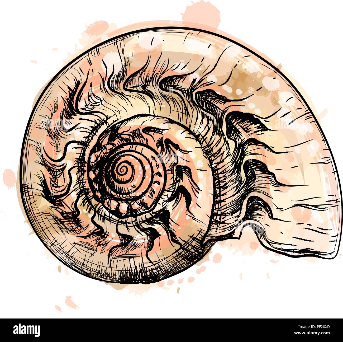 Nautilus shell section isolated on black background Stock Vector Image ...