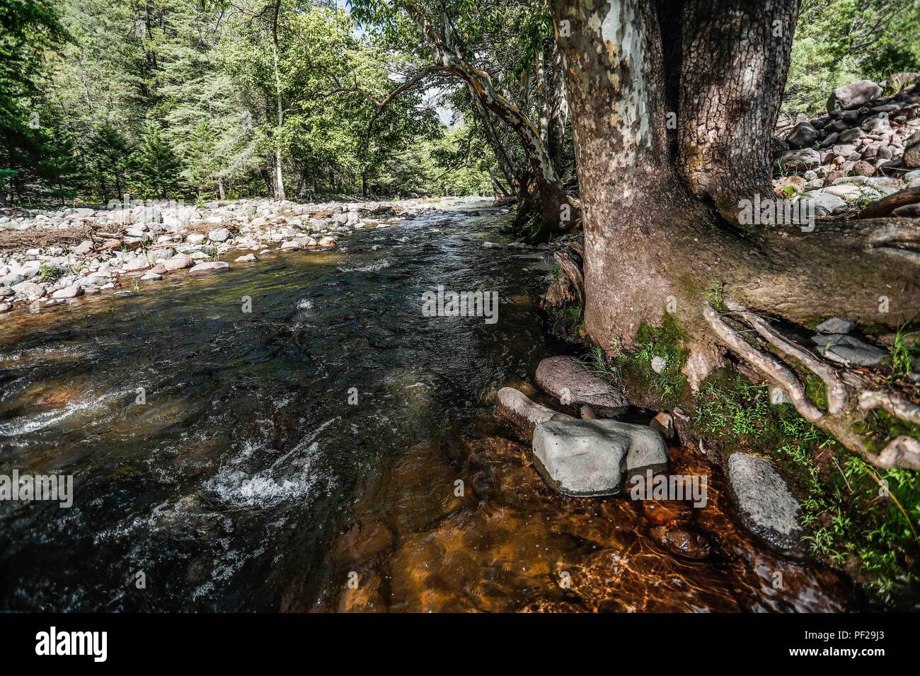 Arbol con raiz hi-res stock photography and images - Alamy