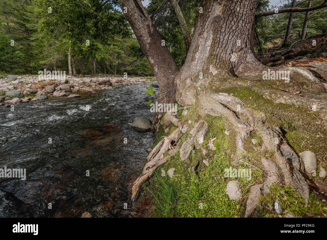 Arbol con raiz hi-res stock photography and images - Alamy