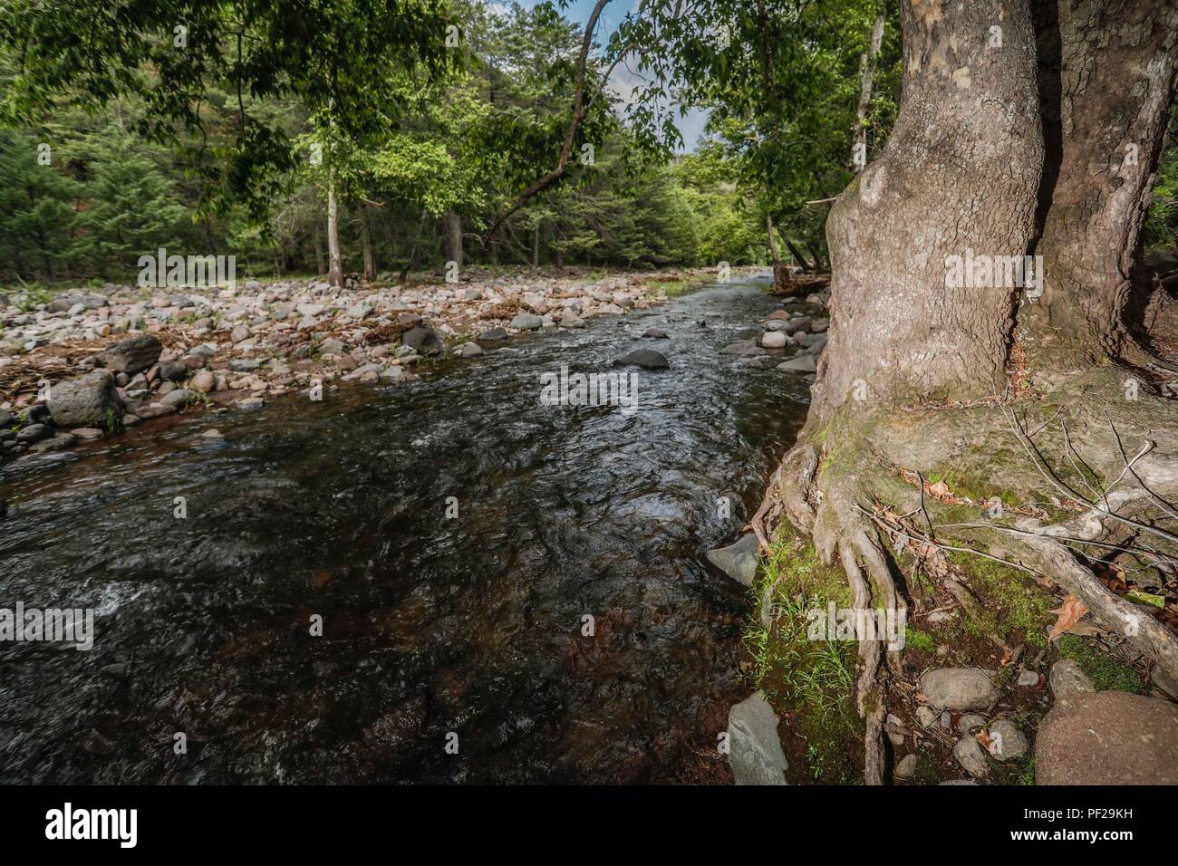 Arbol con raiz hi-res stock photography and images - Alamy