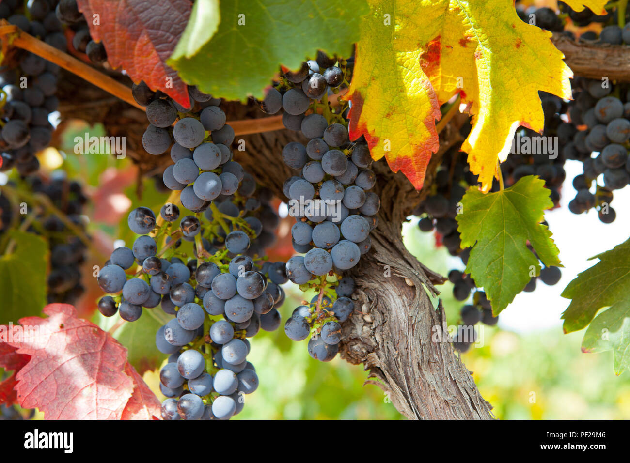 Vineyards from the Barossa Valley in South Australia one of Australia's ...