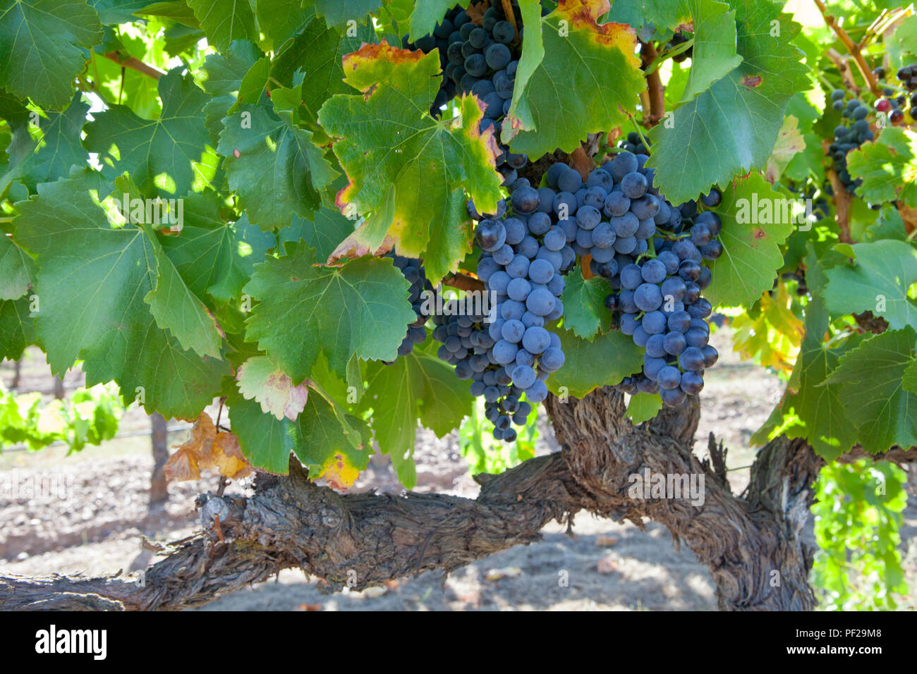 Vineyards from the Barossa Valley in South Australia one of Australia's ...