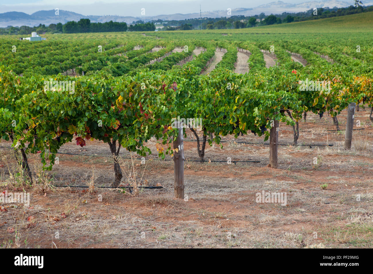 Vineyards from the Barossa Valley in South Australia one of Australia's ...
