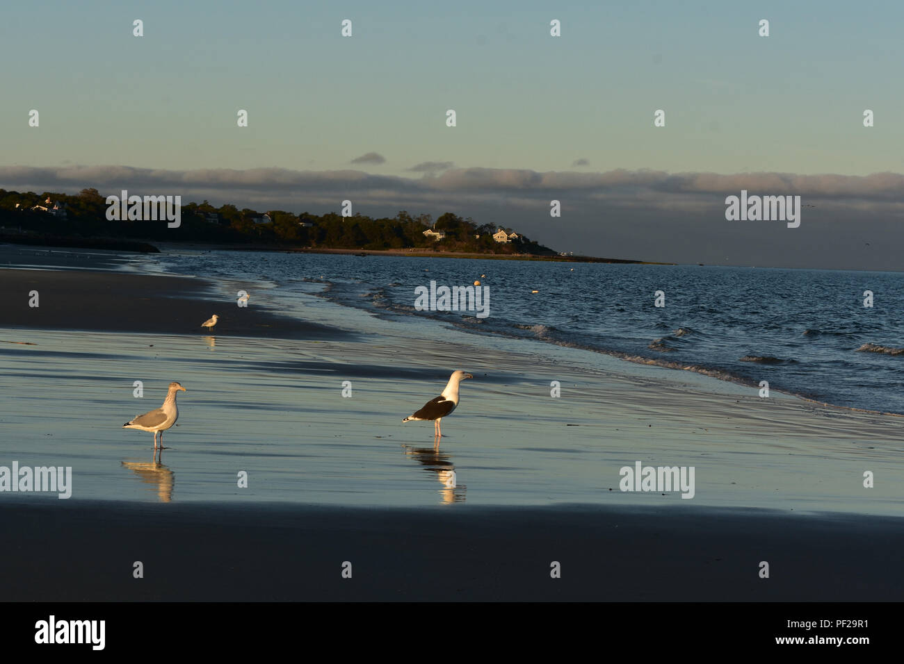 Cape cod seagulls hi-res stock photography and images - Alamy