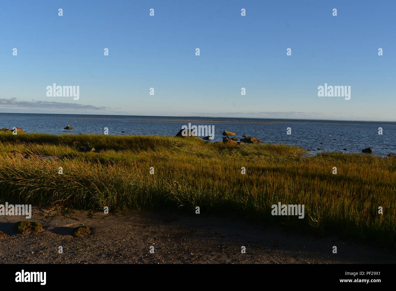 Stunning landscape with long beach grass Stock Photo - Alamy