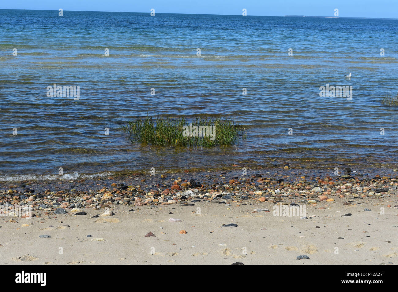 Patch of seagrass covered in water Stock Photo - Alamy