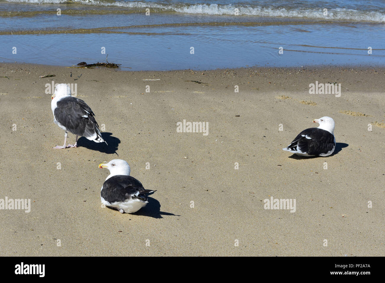 Cute group of seagulls on the coast of cape cod Stock Photo - Alamy