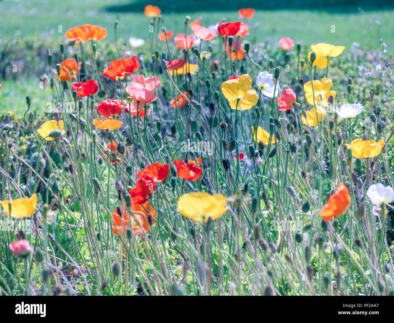 colorful poppy flower field in the summer. close up Stock Photo - Alamy