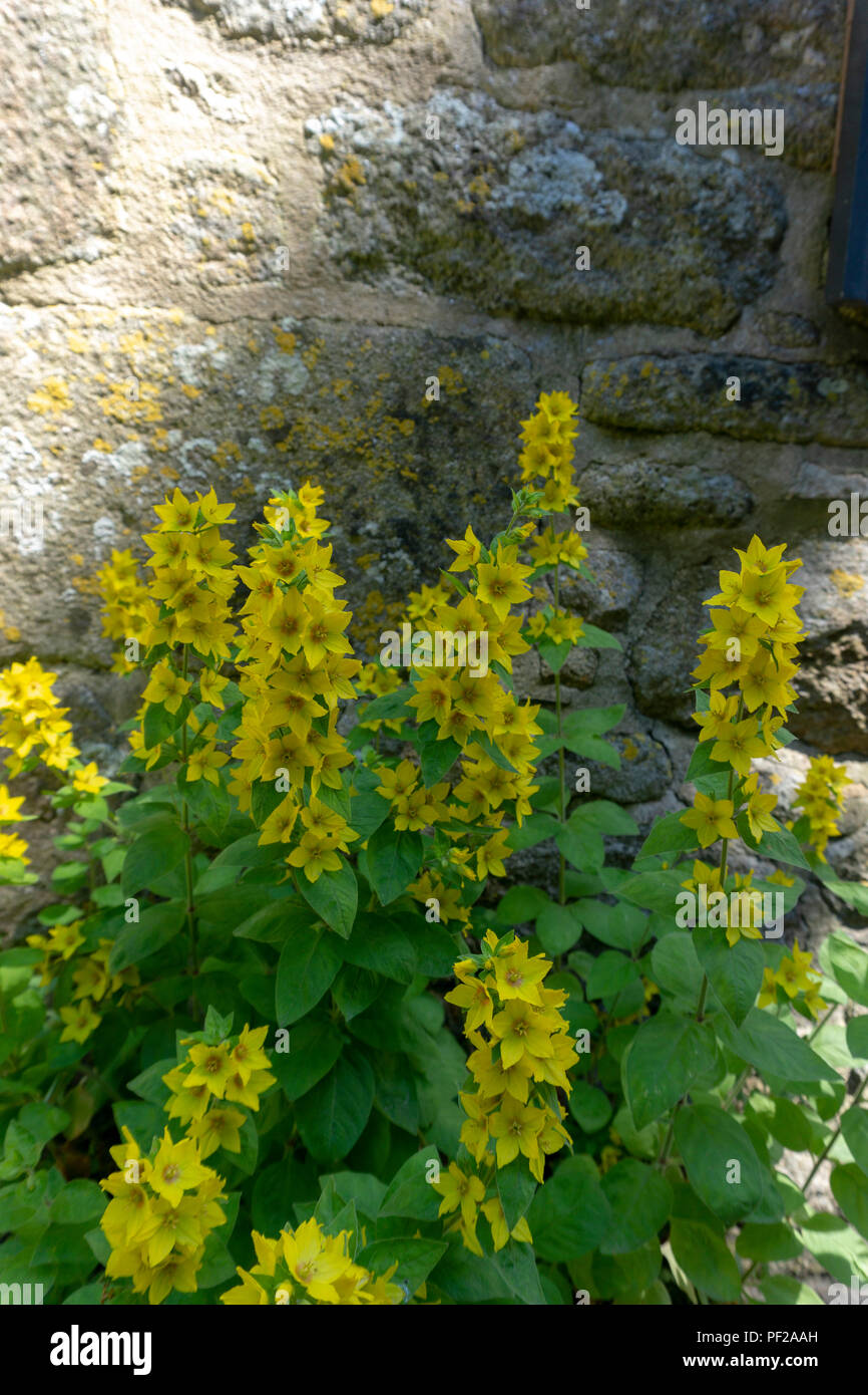 Godolphin house cornwall hi-res stock photography and images - Alamy