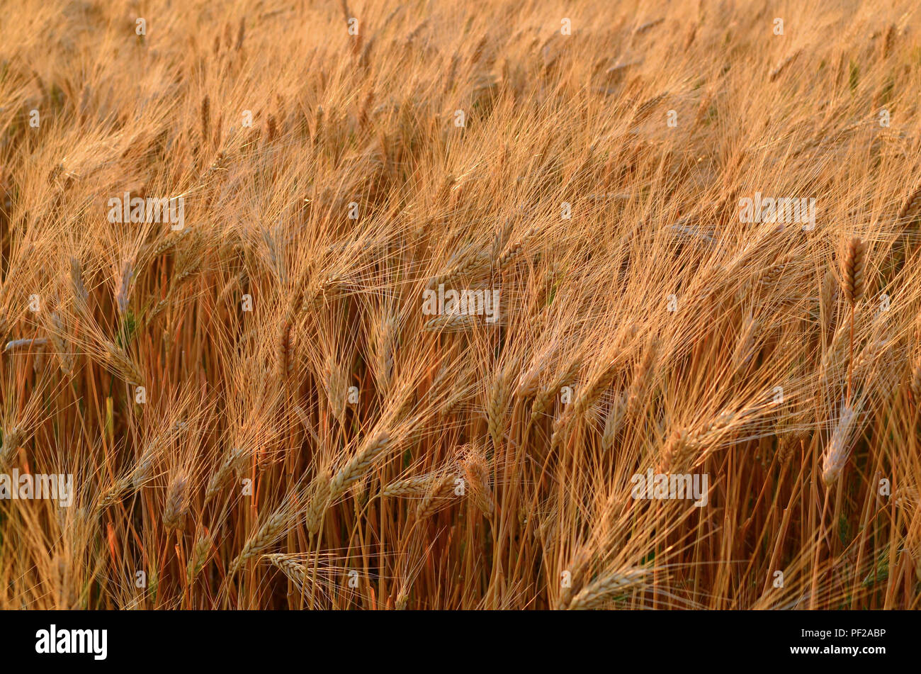 Flour crop hi-res stock photography and images - Alamy