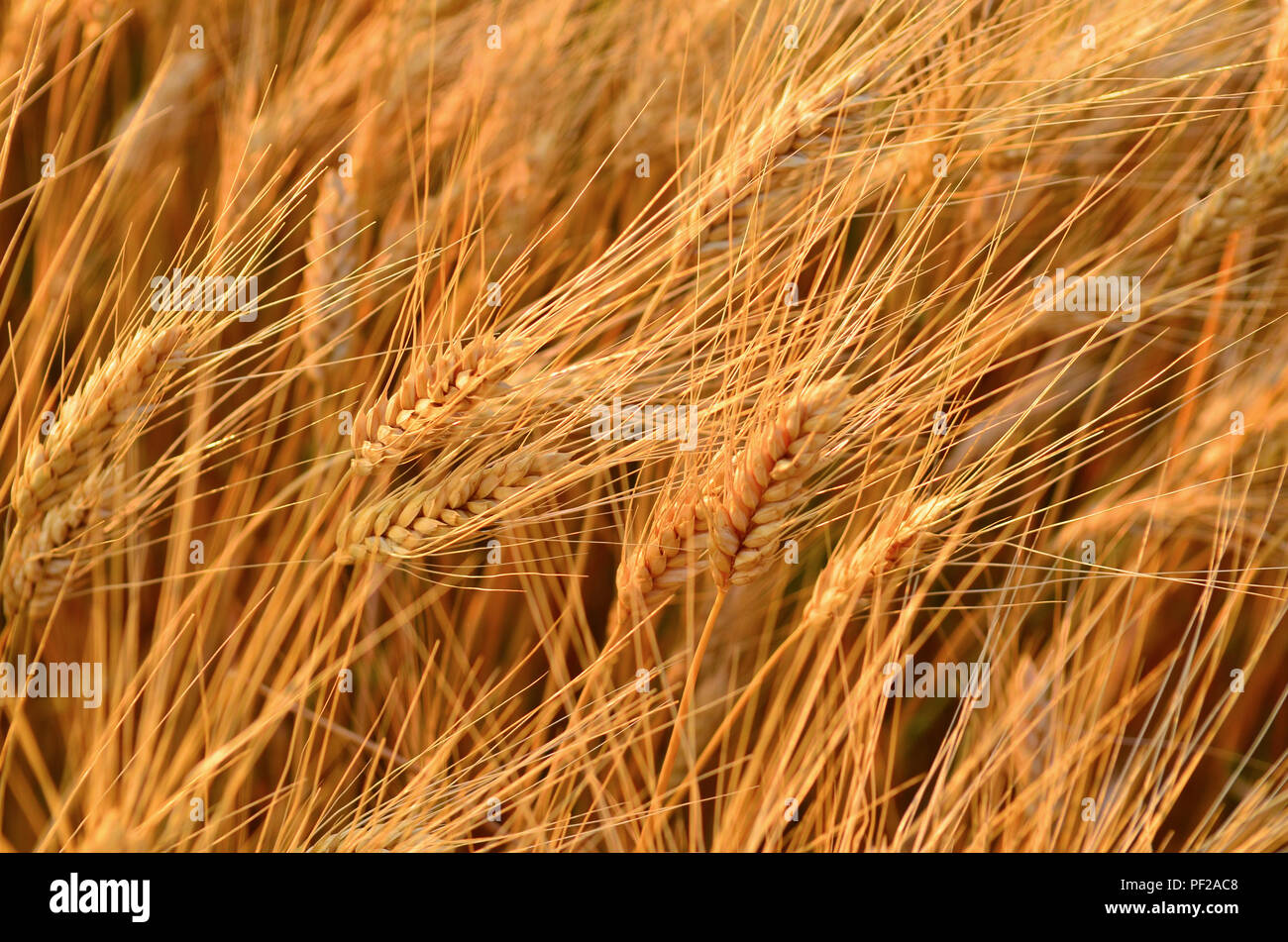 Cereal crop wheat crop hi-res stock photography and images - Alamy