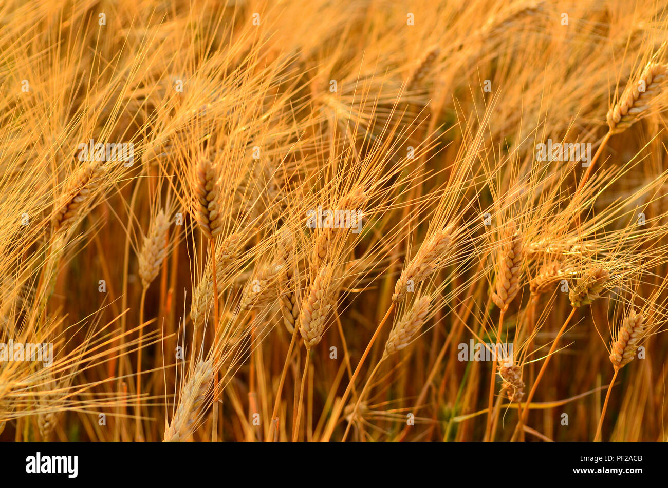 Ripe wheat crop waiting for harvest Stock Photo - Alamy