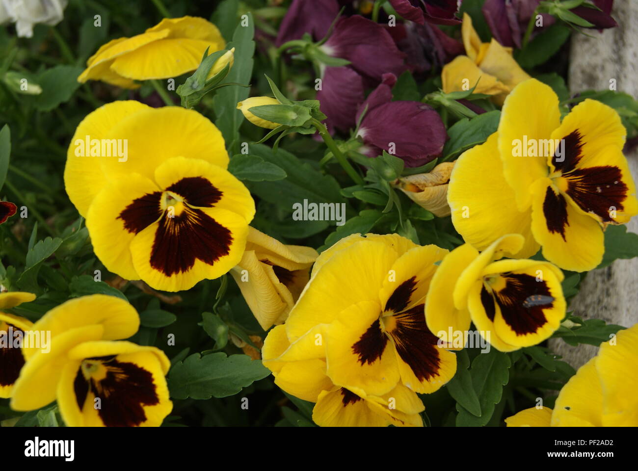 fleurs de France Stock Photo - Alamy