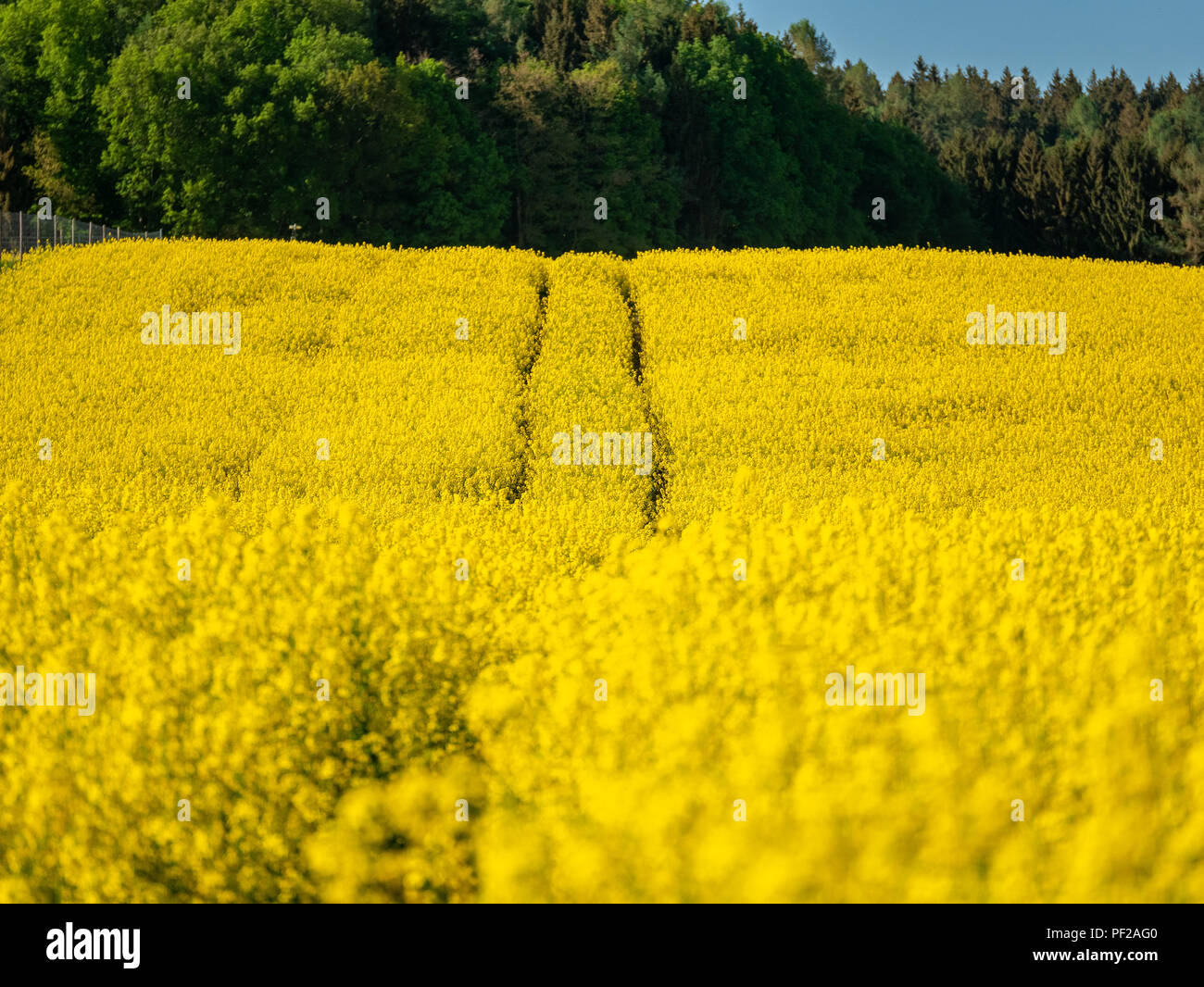 Full size colza field with tractor lines in the background Stock Photo ...