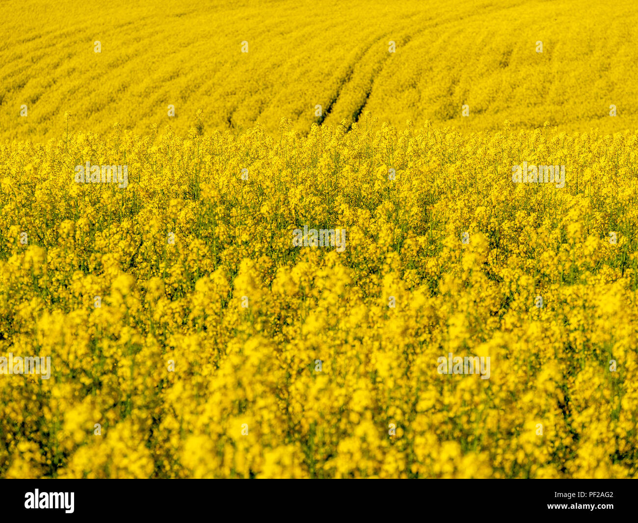Full size colza field with tractor lines in the background Stock Photo ...