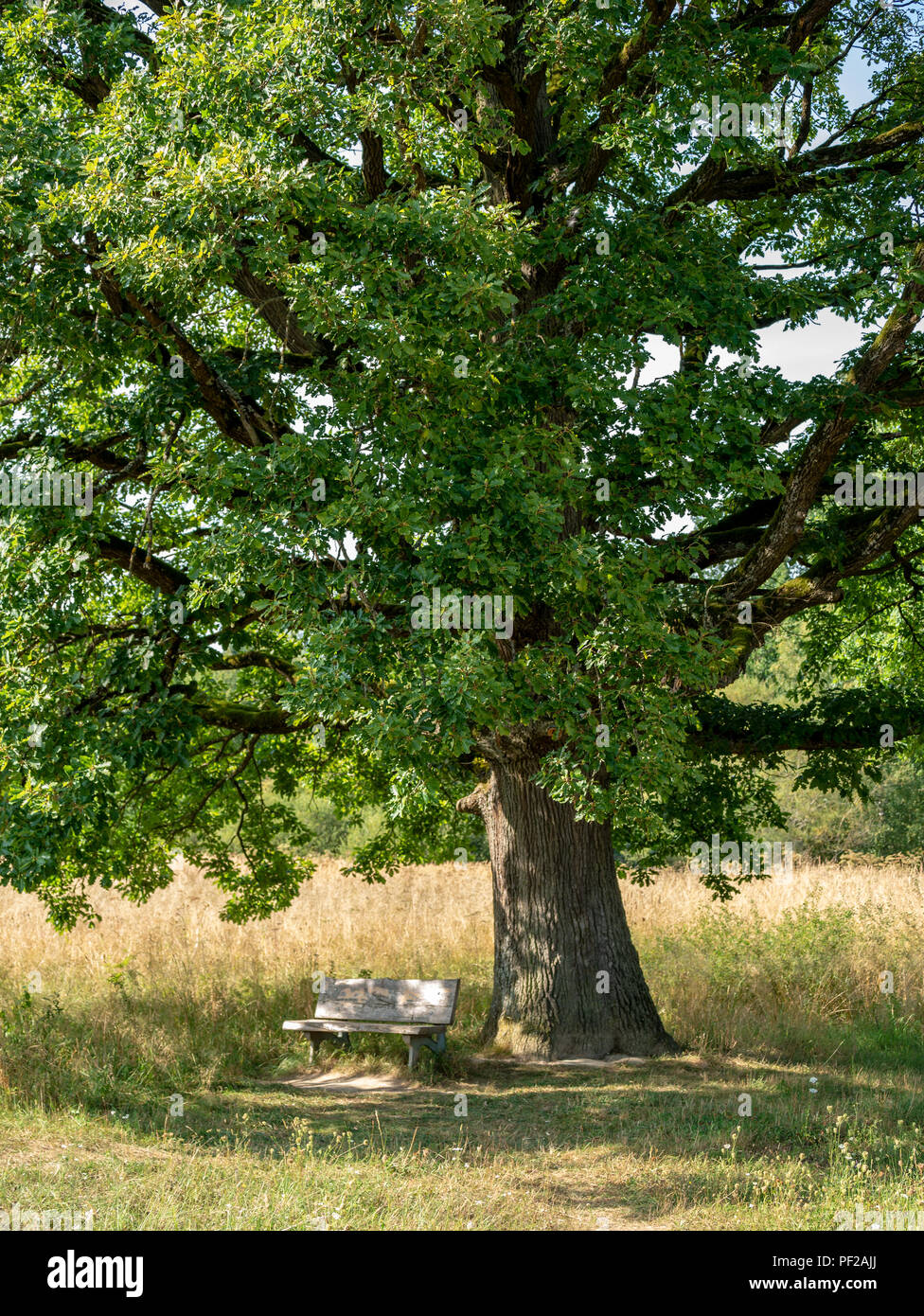 Wood bench in the shadow of a big tree with green leaves in the summer ...