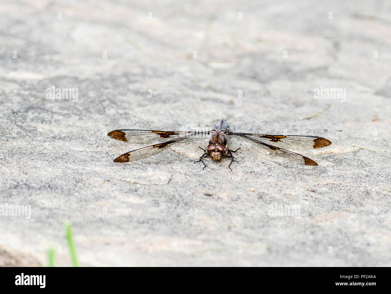 Common Whitetail Dragonfly (Plathemis lydia) Resting on the Ground with ...