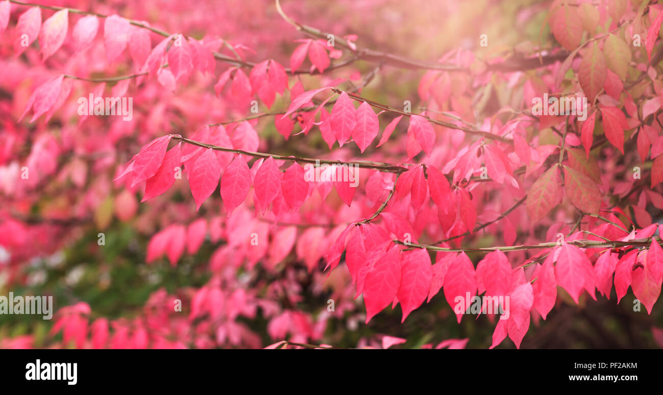 Bloody frame hi-res stock photography and images - Alamy