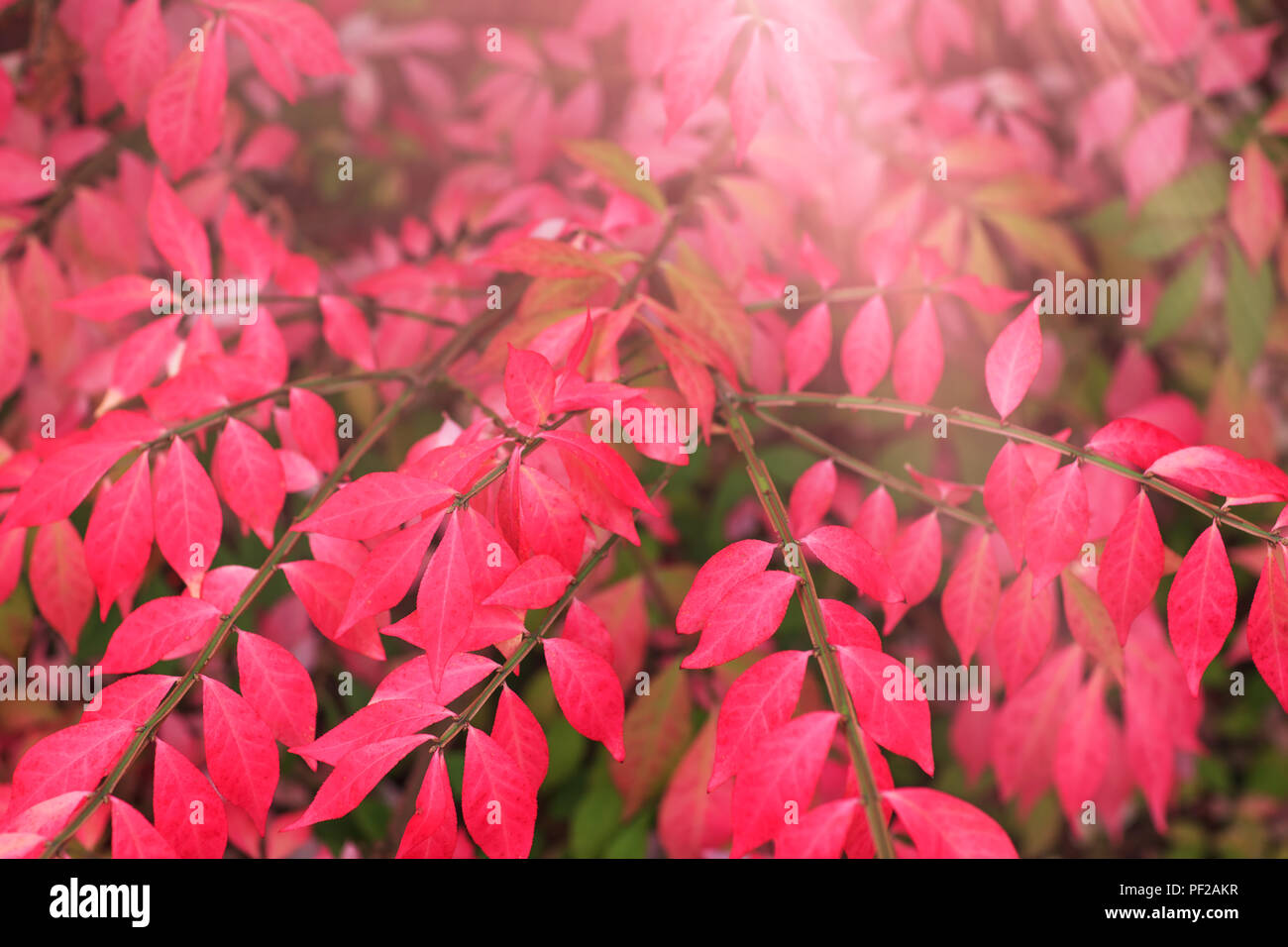 Bloody color hi-res stock photography and images - Alamy