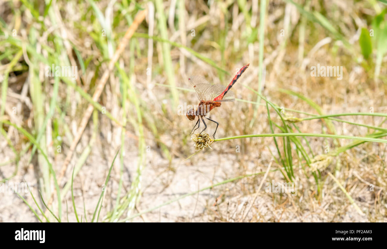 Cherry-faced Meadowhawk (Sympetrum internum) Perched on Dried Grass in ...