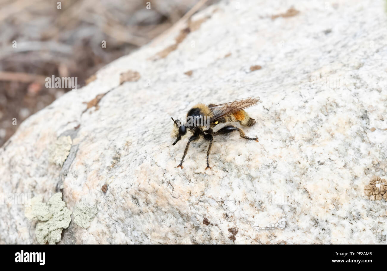 Robber Fly (Laphria janus) a Bee Mimic Perched on a Rock in a High ...