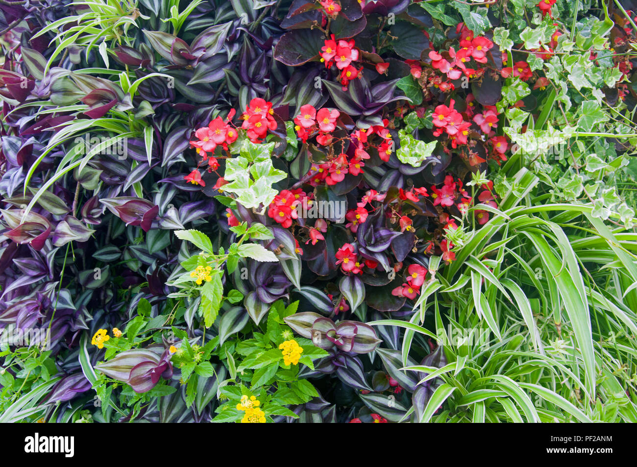 Mix of different green plants and flowers Stock Photo - Alamy
