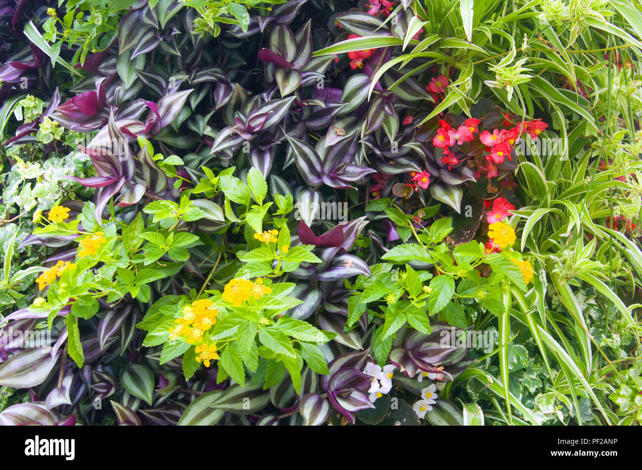 Mix of different green plants and yellow and red flowers Stock Photo ...