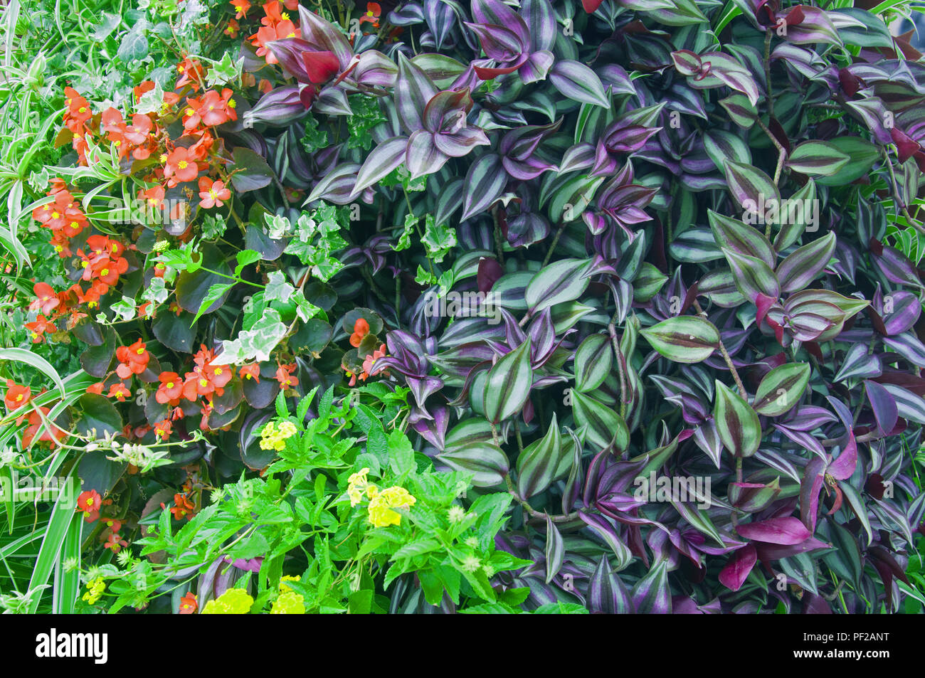 Yellow and red mix hi-res stock photography and images - Alamy