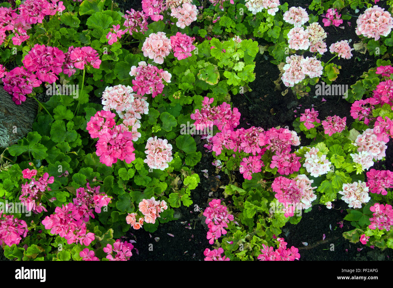 Pink and white geranium hi-res stock photography and images - Alamy