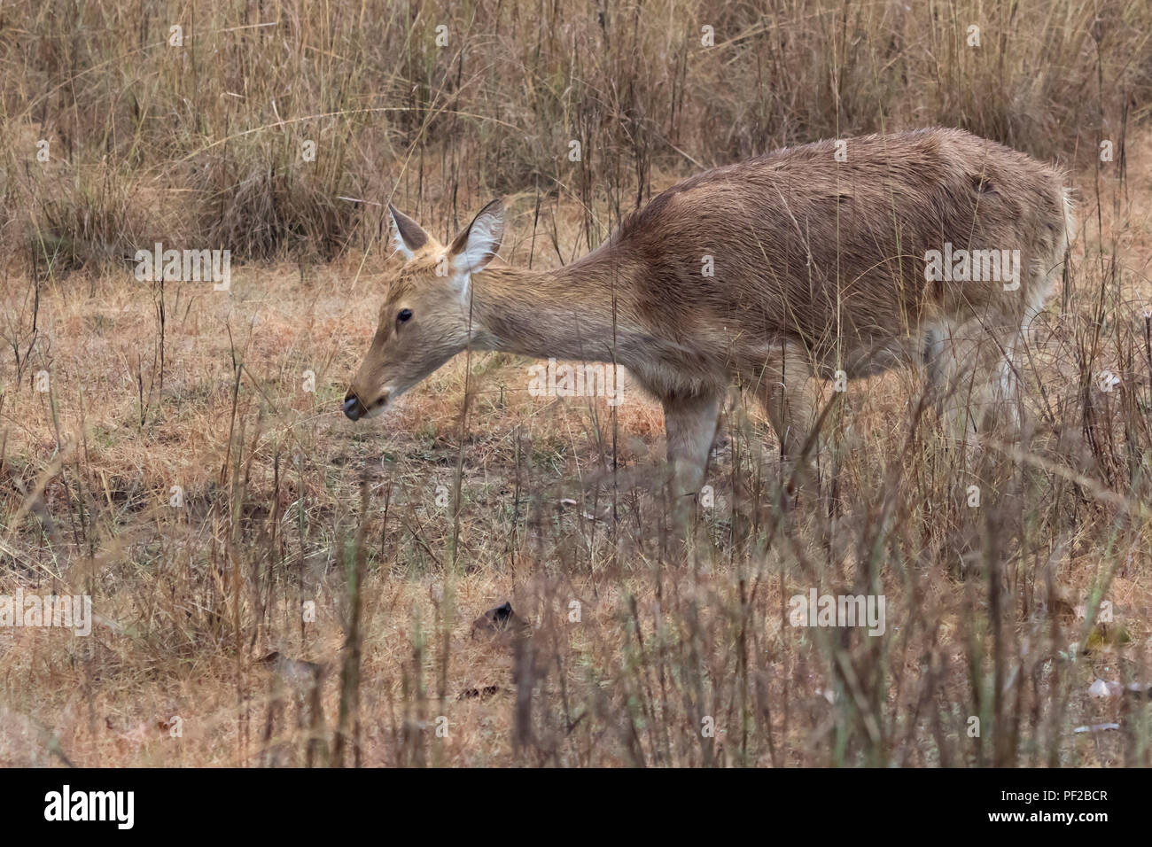 Female barasingha hi-res stock photography and images - Alamy