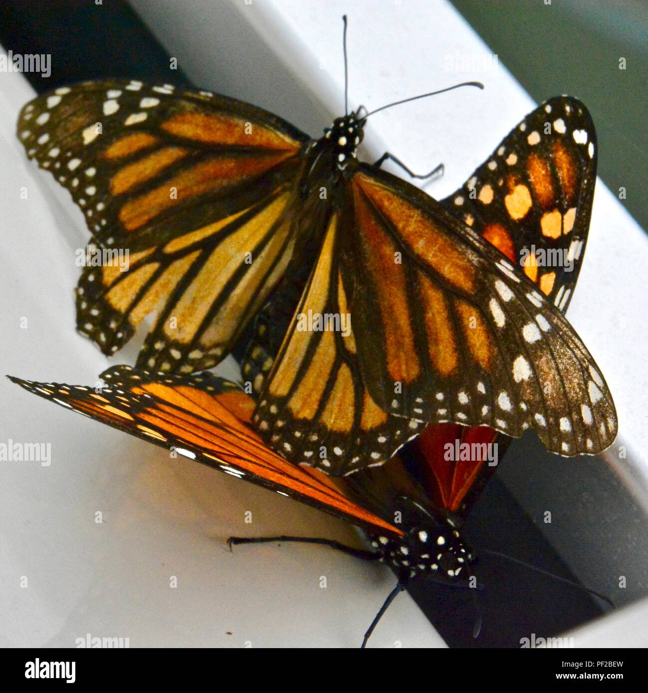 Two Monarch butterflies mating, York County, PA Stock Photo - Alamy
