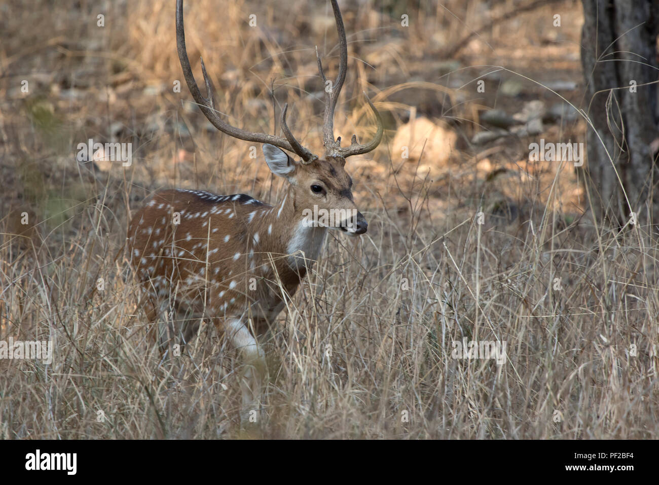 Male chital hi-res stock photography and images - Alamy