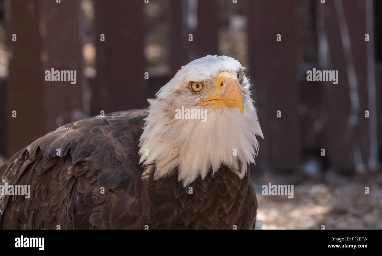 American bald eagle close up Stock Photo - Alamy American bald eagle close up Stock Photo - Alamy