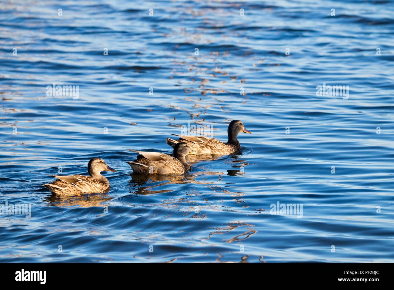 brown duck swimming on blue water Stock Photo - Alamy
