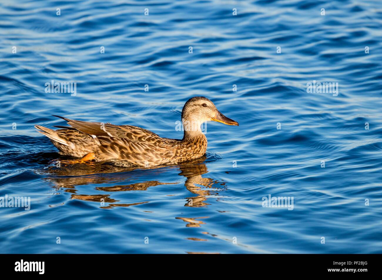 brown duck swimming on blue water Stock Photo - Alamy