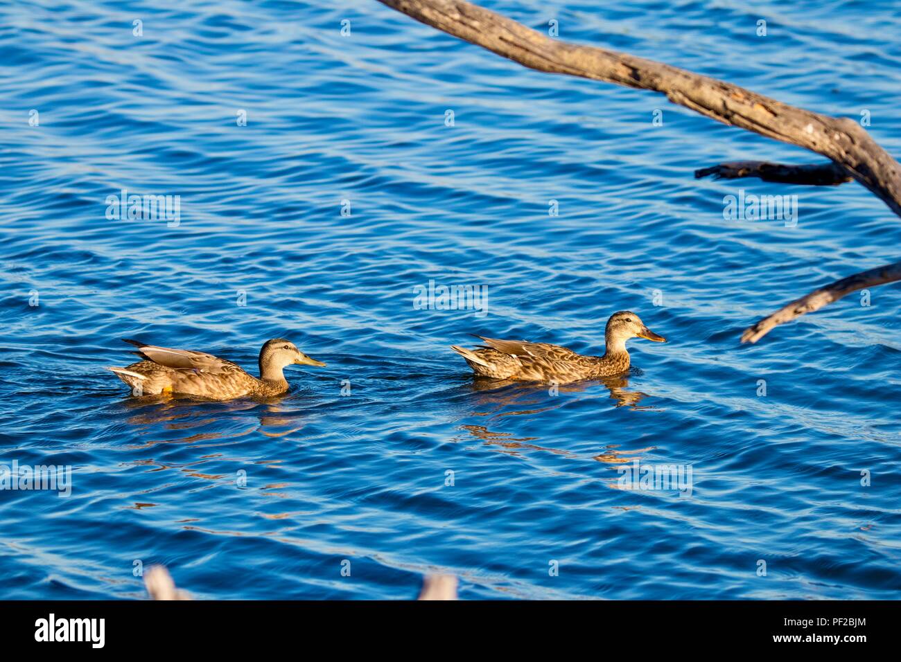 brown duck swimming on blue water Stock Photo - Alamy