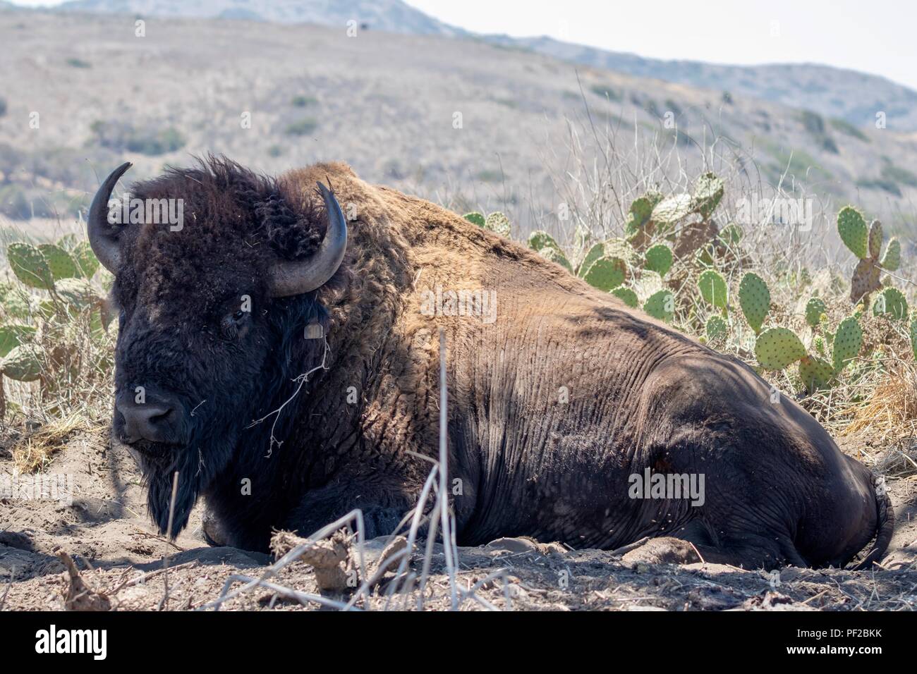 American Bison on Catalina Island Stock Photo - Alamy
