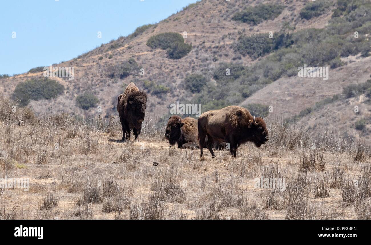 American Bison on Catalina Island Stock Photo - Alamy