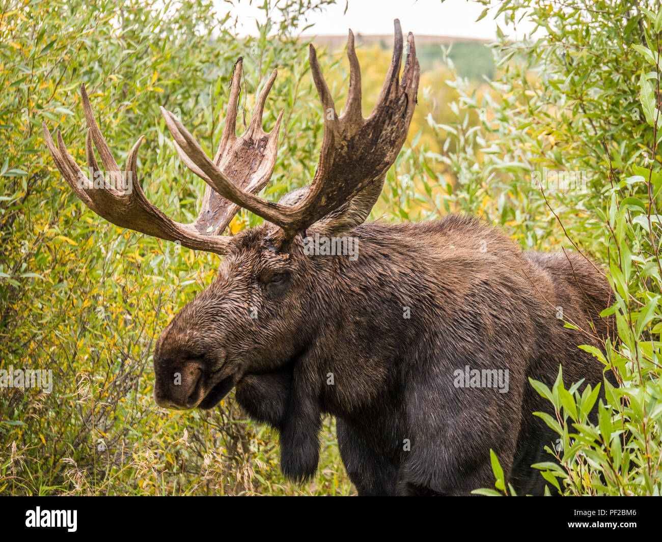 Moose tracks hi-res stock photography and images - Alamy