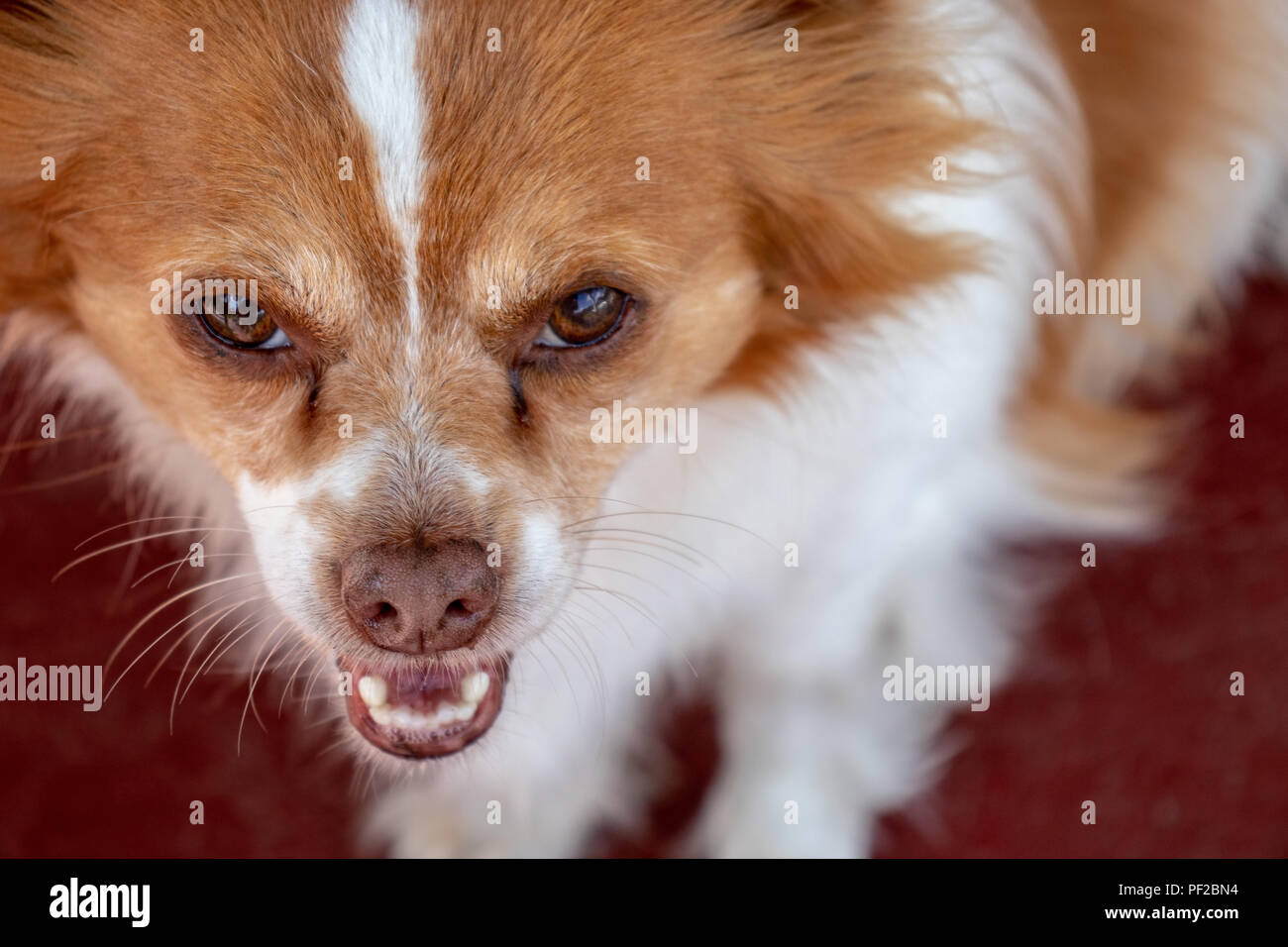 Cute Dog Up Close Stock Photo - Alamy