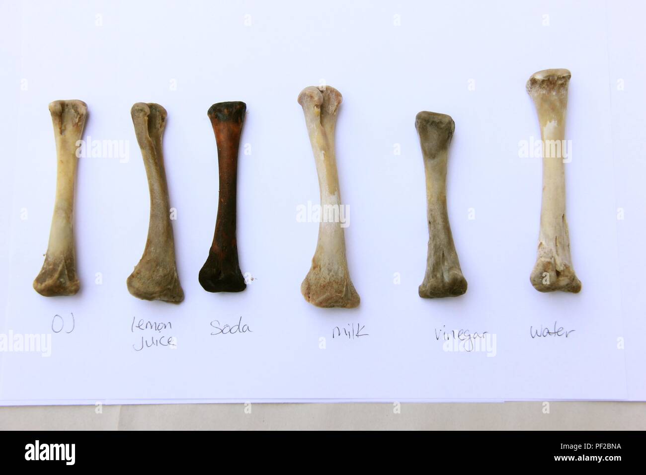 bone acid experiment in different types of liquids Stock Photo - Alamy